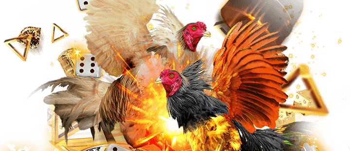 JiliAsia Sabong: Experience Exciting Cockfighting Action